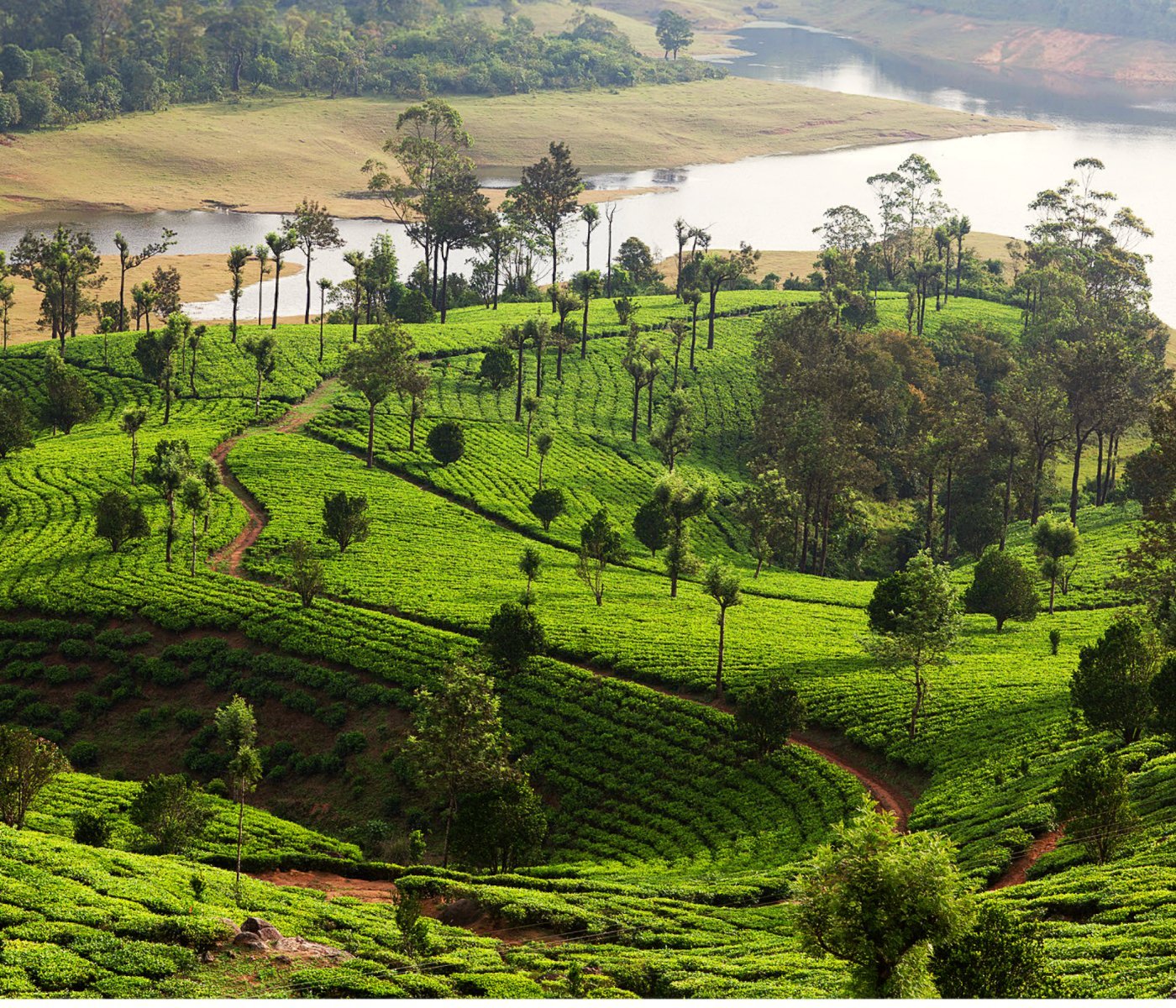 Spice plantation tour in thekkady | Discover Thekkady